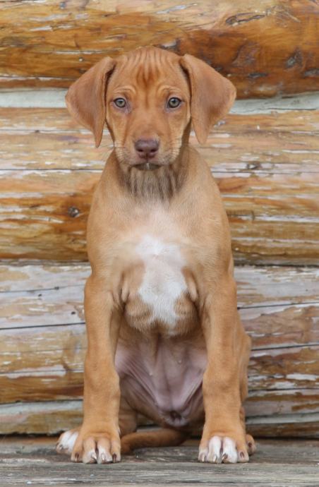 Rodezijski grebenar- Rhodesian Ridgeback-ŠAMPIONSKO LEGLO