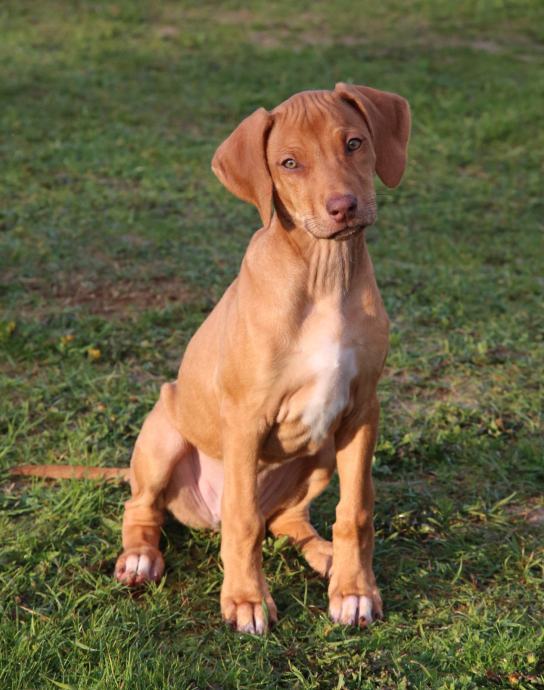 Rodezijski grebenar- Rhodesian Ridgeback-ŠAMPIONSKO LEGLO