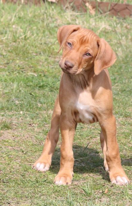 Rodezijski grebenar- Rhodesian Ridgeback-ŠAMPIONSKO LEGLO