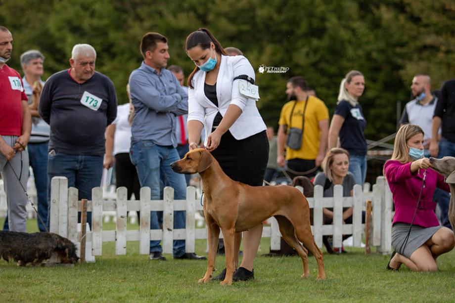Rodezijski grebenar- Rhodesian Ridgeback-ŠAMPIONSKO LEGLO