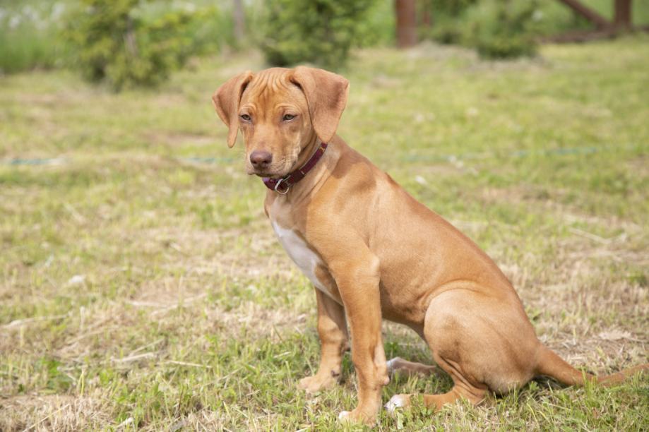 Rodezijski grebenar- Rhodesian Ridgeback-ŠAMPIONSKO LEGLO