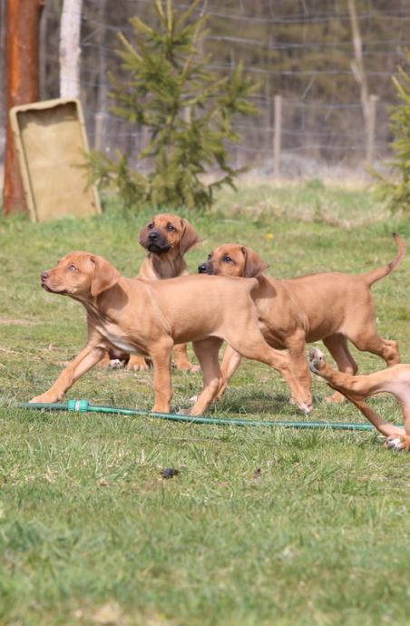 Rodezijski grebenar- Rhodesian Ridgeback-ŠAMPIONSKO LEGLO