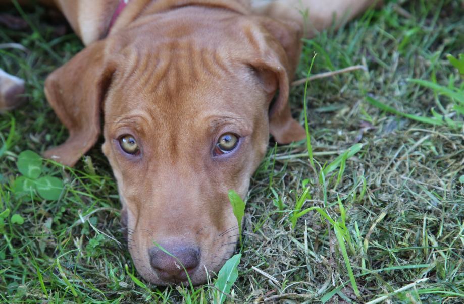 Rodezijski grebenar- Rhodesian Ridgeback-ŠAMPIONSKO LEGLO