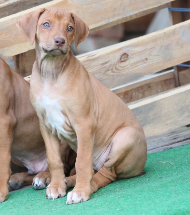 Rodezijski grebenar- Rhodesian Ridgeback-ŠAMPIONSKO LEGLO