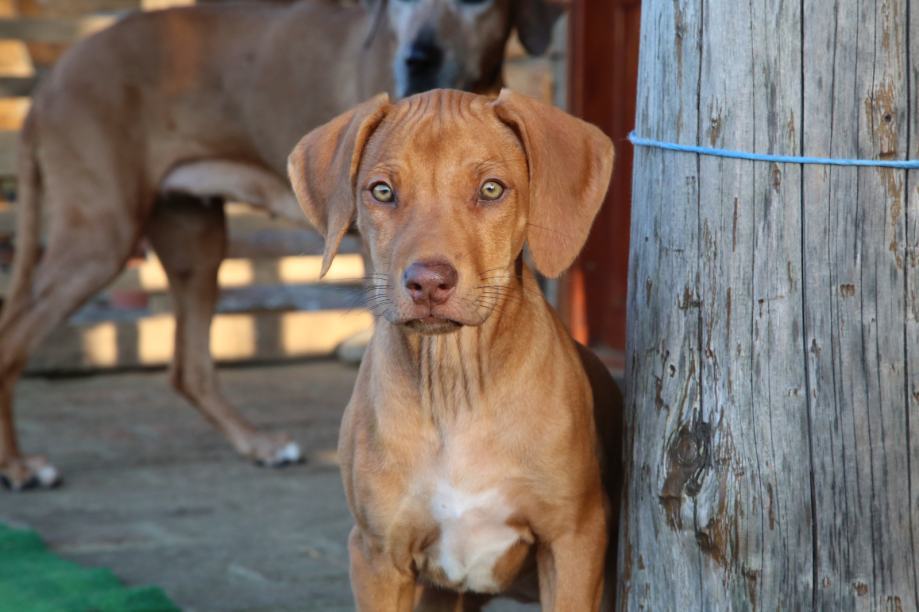 Rodezijski grebenar- Rhodesian Ridgeback-ŠAMPIONSKO LEGLO