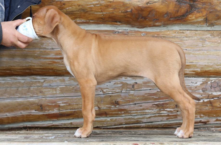 Rodezijski grebenar- Rhodesian Ridgeback-ŠAMPIONSKO LEGLO