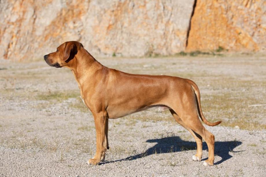 Rodezijski grebenar- Rhodesian Ridgeback-ŠAMPIONSKO LEGLO