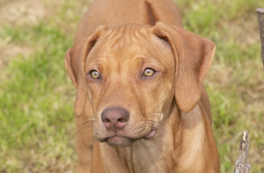Rodezijski grebenar- Rhodesian Ridgeback-ŠAMPIONSKO LEGLO