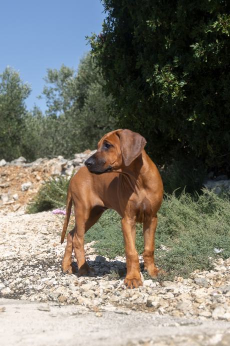Rodezijski grebenar / RHODESIAN RIDGEBACK