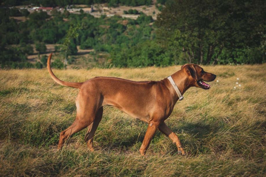 Rodezijski grebenar Štenci šampionsko leglo