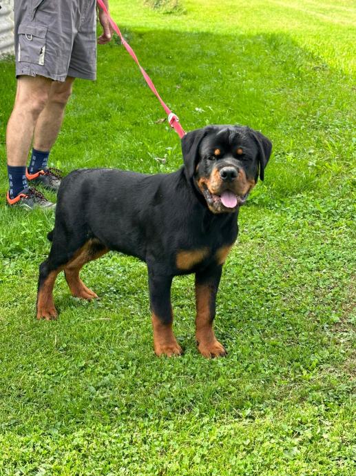 Rottweiler mladiči rodovniški PSARNA PRED GOZDOM