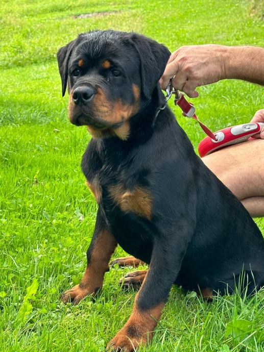Rottweiler mladiči rodovniški PSARNA PRED GOZDOM