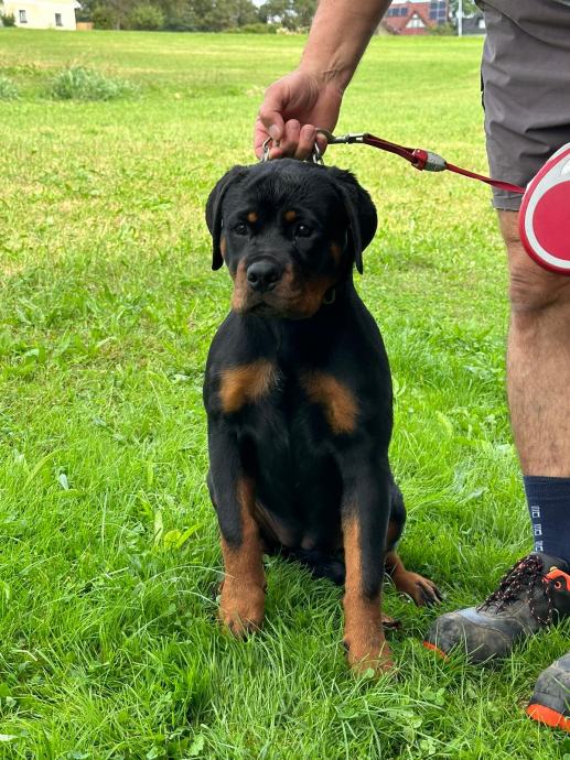 Rottweiler mladiči rodovniški PSARNA PRED GOZDOM