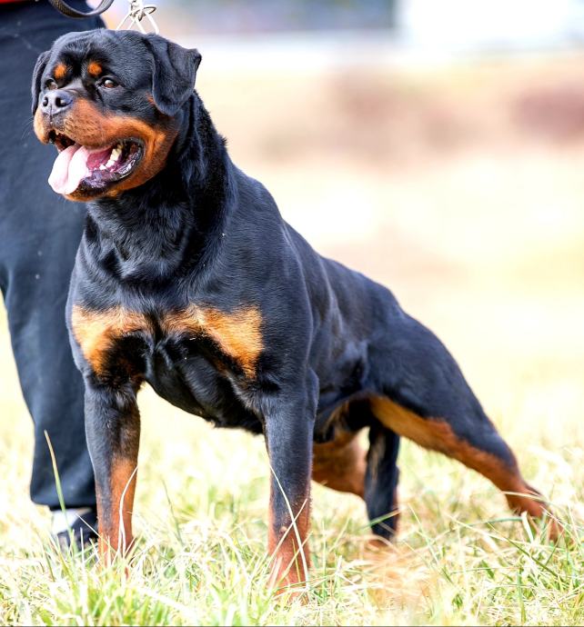 Rottweiler - Mladički