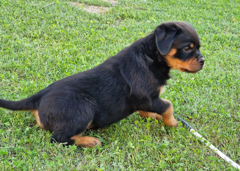 Rottweiler mladički