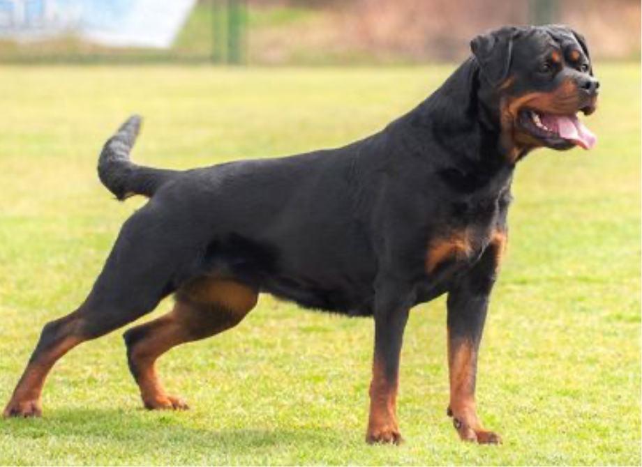 Rottweiler psička
