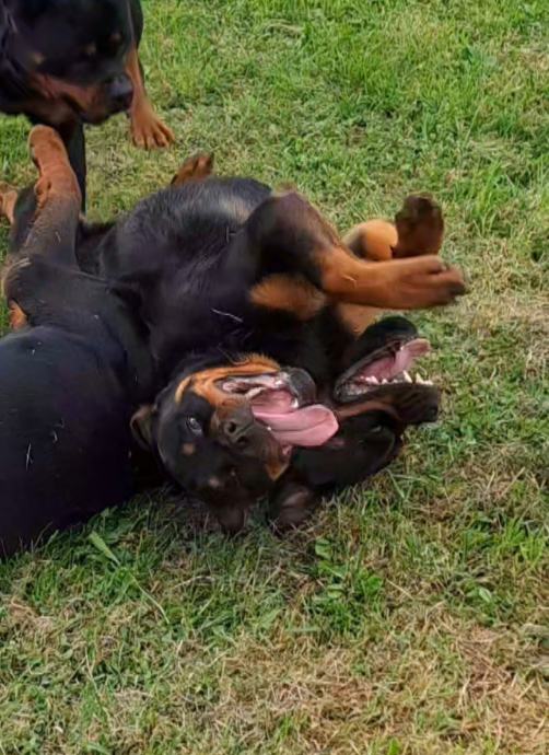 Rottweiler psička z rodovnikom - puppy šampion