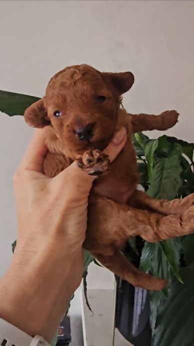 Samica Toy Poodle Red in samec Apricot! GARANT small Toy 2,2-2,4 kg
