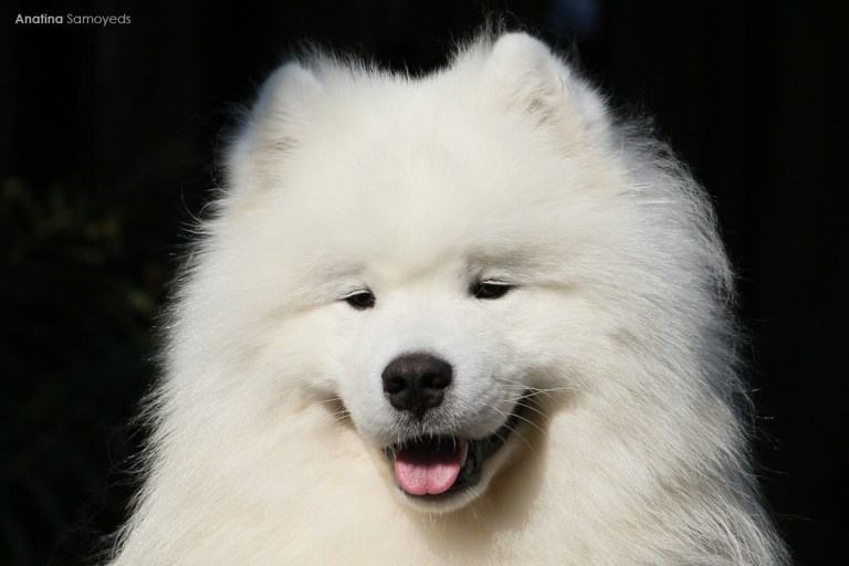 Samoiedskaïa Sabaka - Samojed mladički