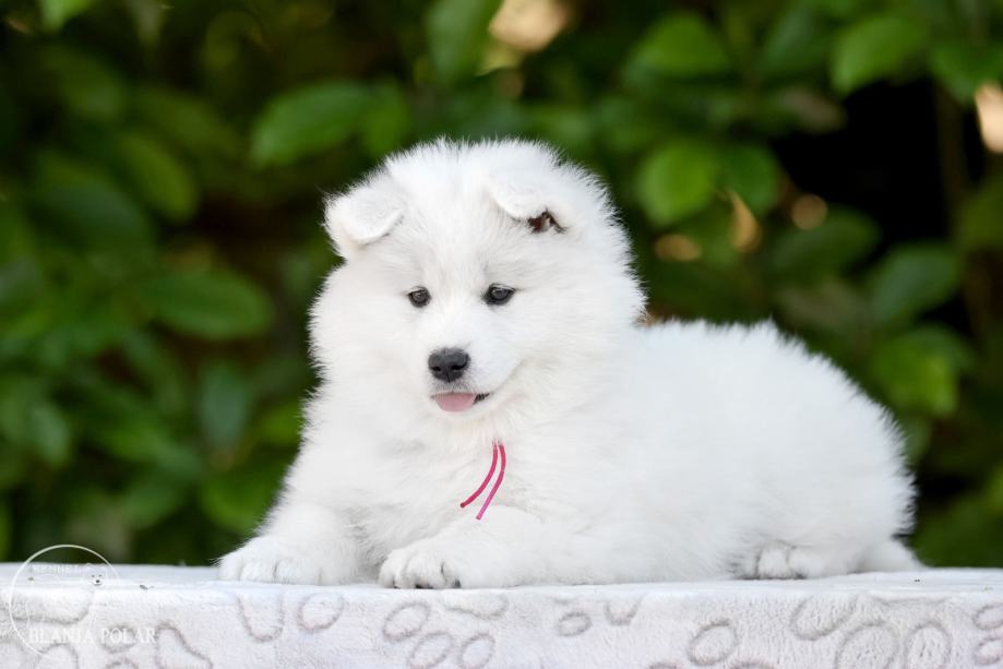 Samojed, mladički, psarna Blanja Polar KZS/FCI