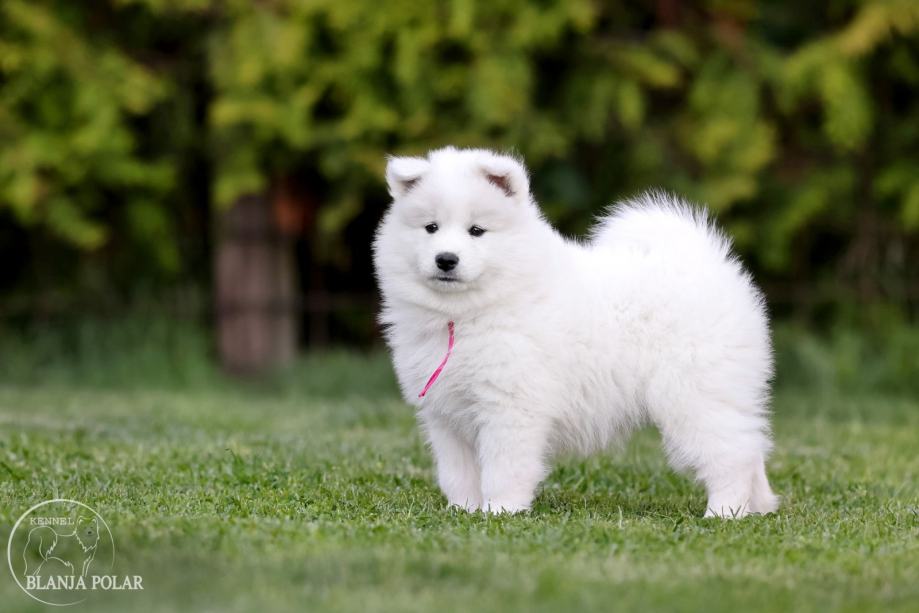 Samojed mladički, psarna Blanja Polar
