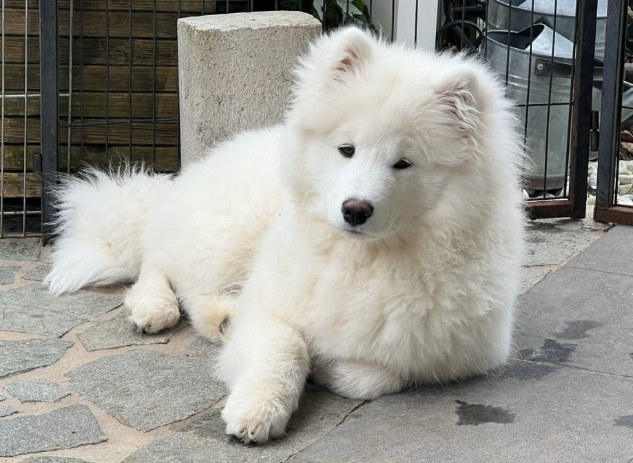Samojed , samička z rodovnikom