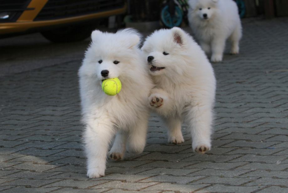 Samojed - Samoyed