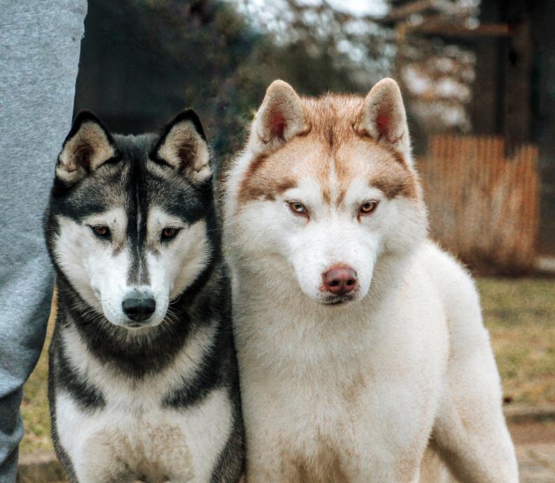 Sibirski haski (sibirski husky)