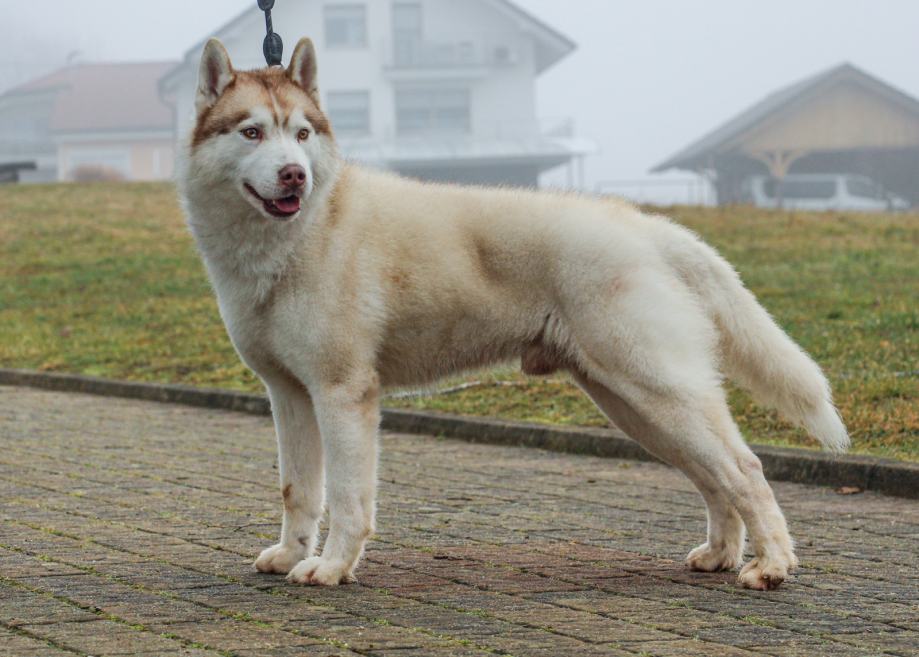 Sibirski haski (sibirski husky)