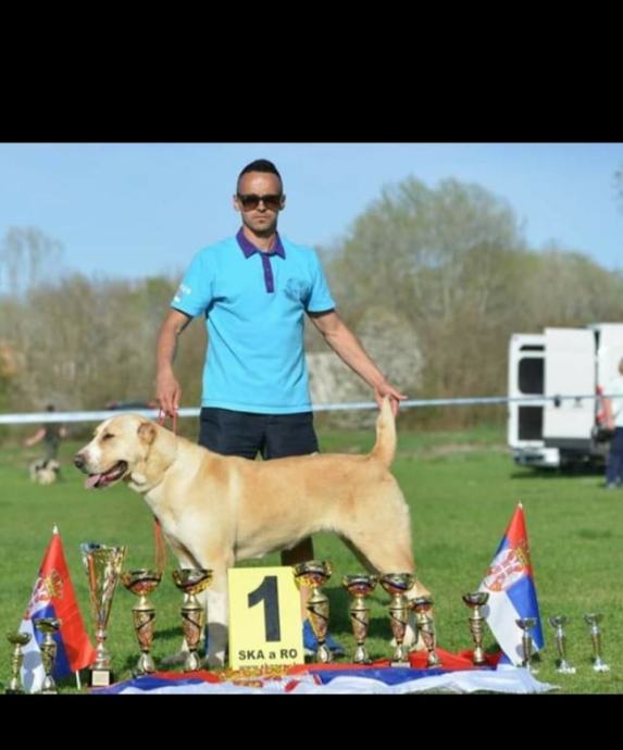 Srednje azijski ovčar - Azijat