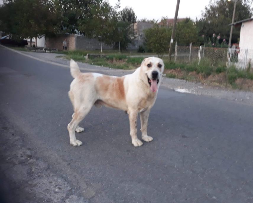 Srednje azijski ovčar - Azijat