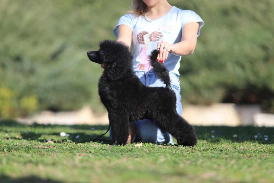 srednji koder poodle