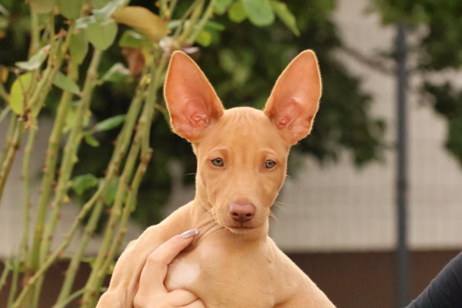 Faraonski pas / Pharaoh Hound