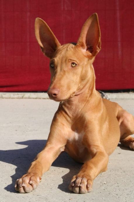 Faraonski pas / Pharaoh Hound
