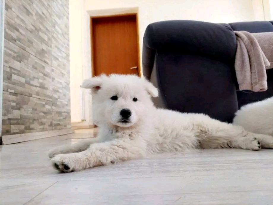 ŠVICARSKI BELI OVČAR