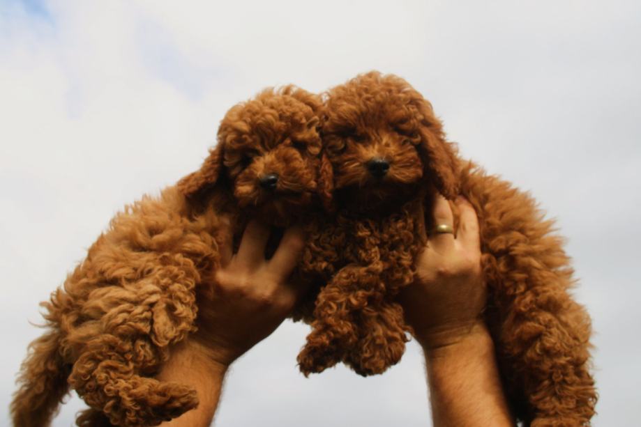 Toy & mini pudelj