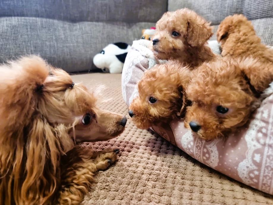 Toy Pudel, Toy Poodle