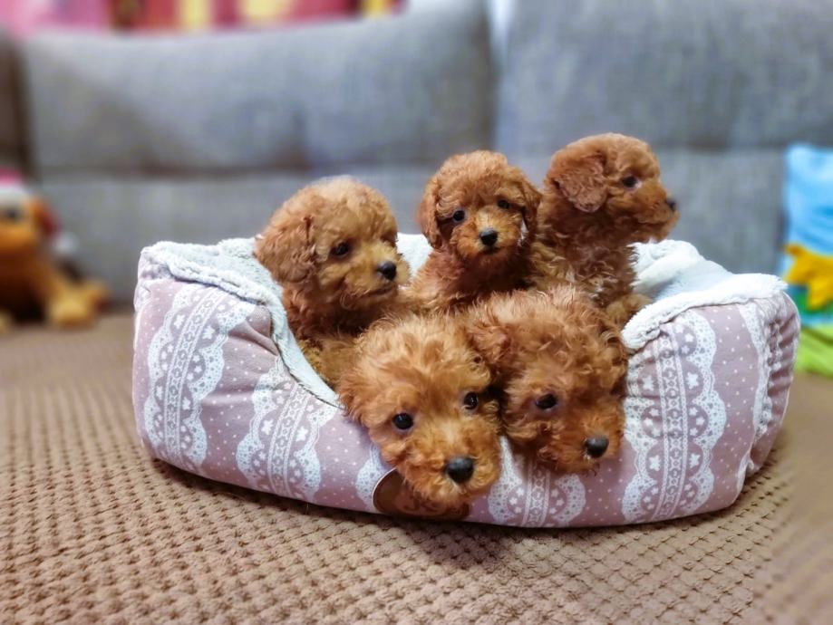 Toy Pudel, Toy Poodle