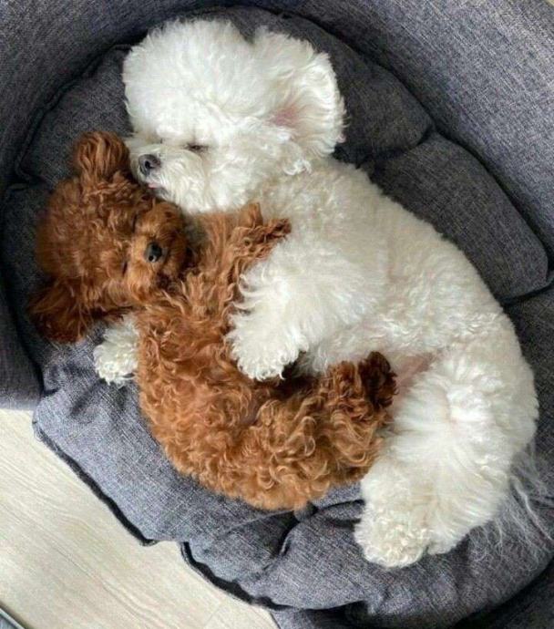 toy pudelj