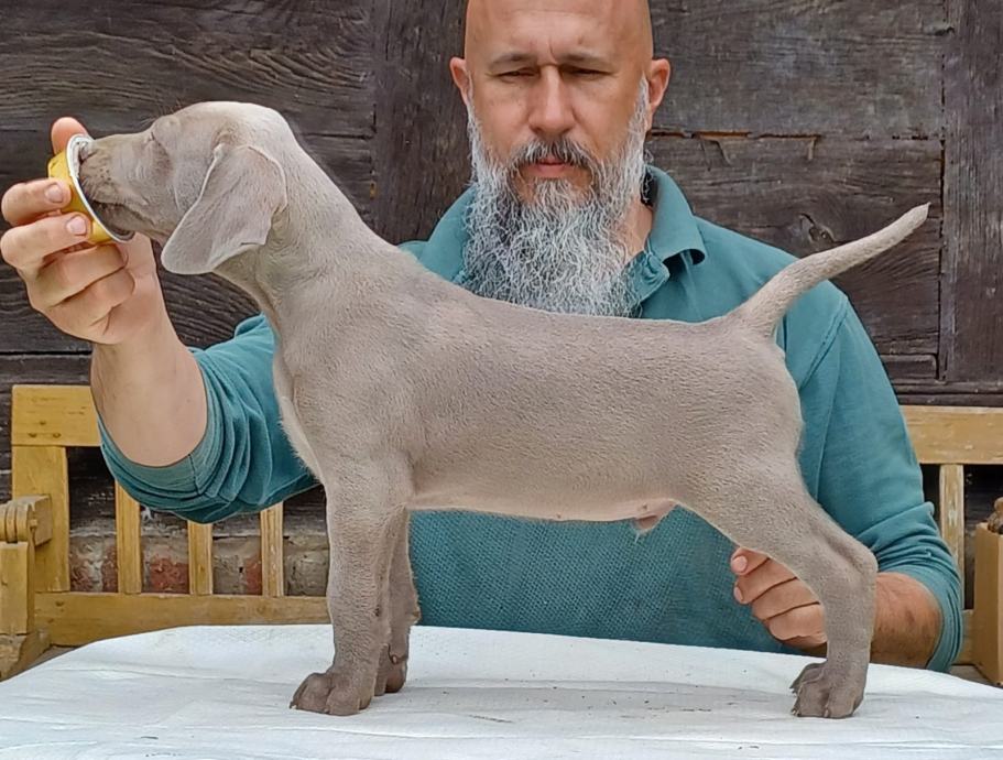 Vajmarski pticar mladici