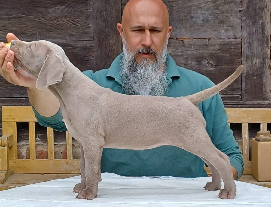 Vajmarski pticar mladici