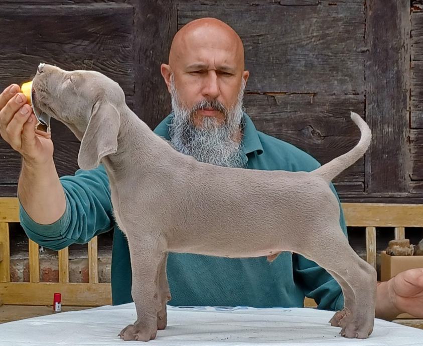 Vajmarski pticar mladici