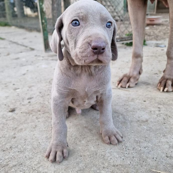 Weimaraner ptičarji z rodovnikom (HKS+EU) - weimaraner