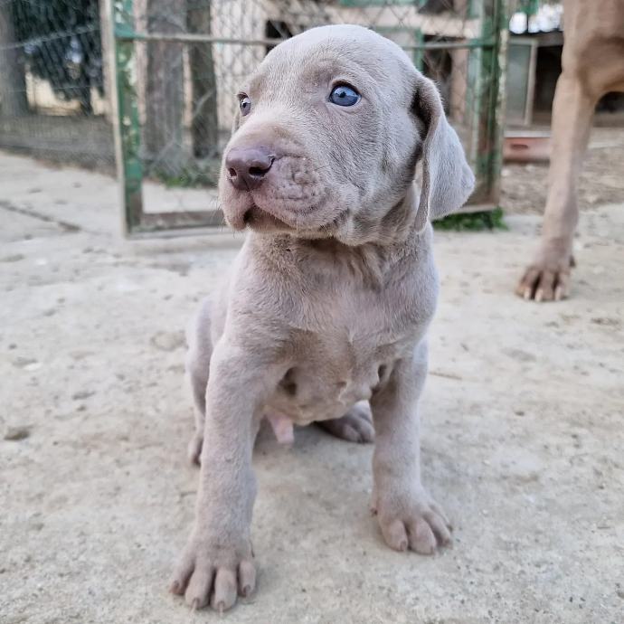 Weimaraner ptičarji z rodovnikom (HKS+EU) - weimaraner