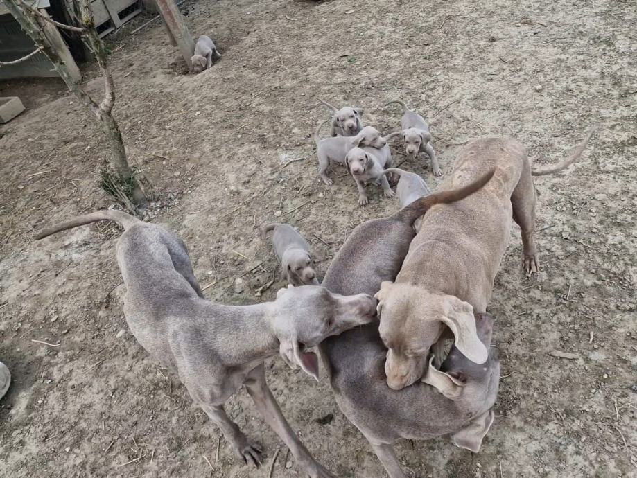 Weimaraner ptičarji z rodovnikom (HKS+EU) - weimaraner