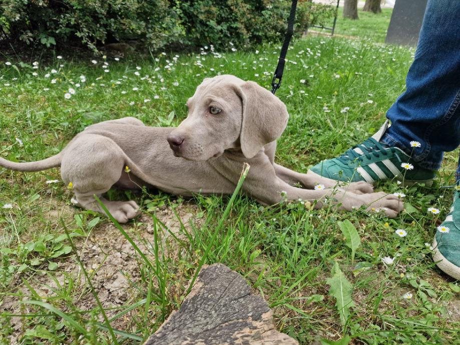 Weimaraner ptičarji z rodovnikom (HKS+EU) - weimaraner