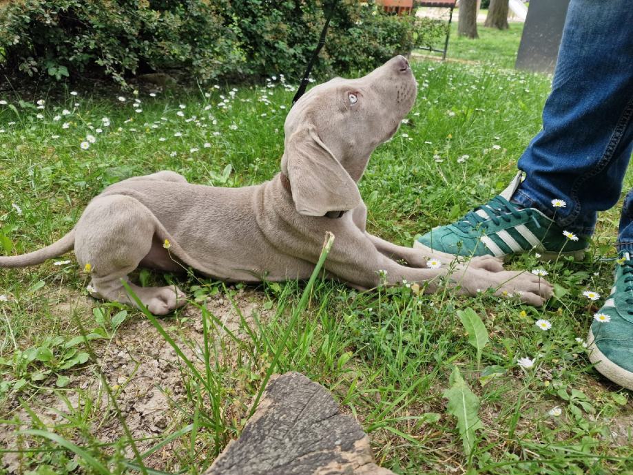 Weimaraner ptičarji z rodovnikom (HKS+EU) - weimaraner