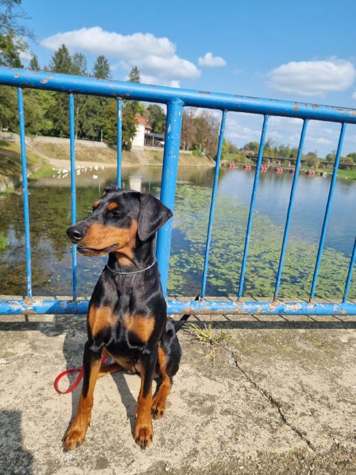 Edino leglo v Slo NEMŠKI PINČ,RODOVNIŠKI PES, Mladiček, ČISTOKRVNI PES