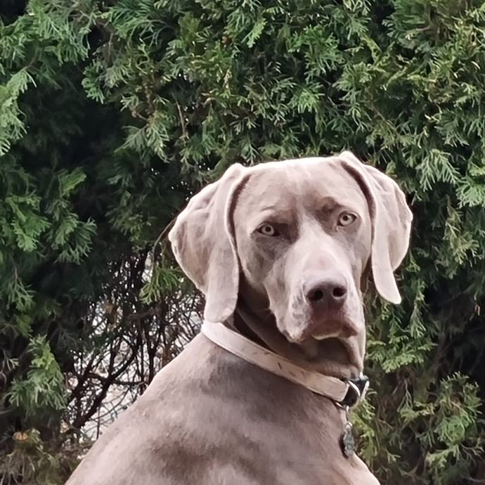 Weimaraner kratkodlaki - mladi mužjak