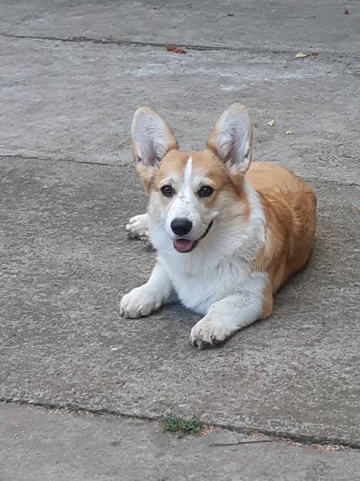 Welsh corgi Pembroke